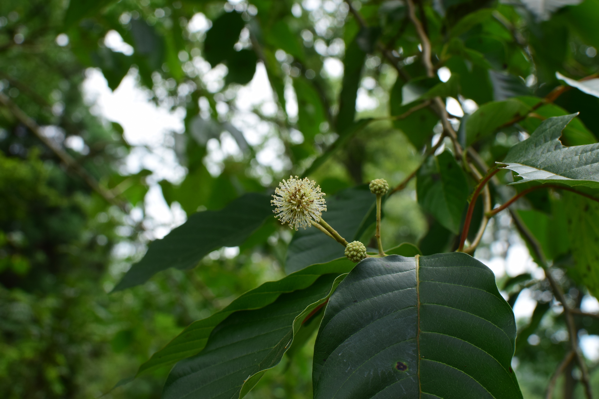 Camptotheca acuminata Decne.