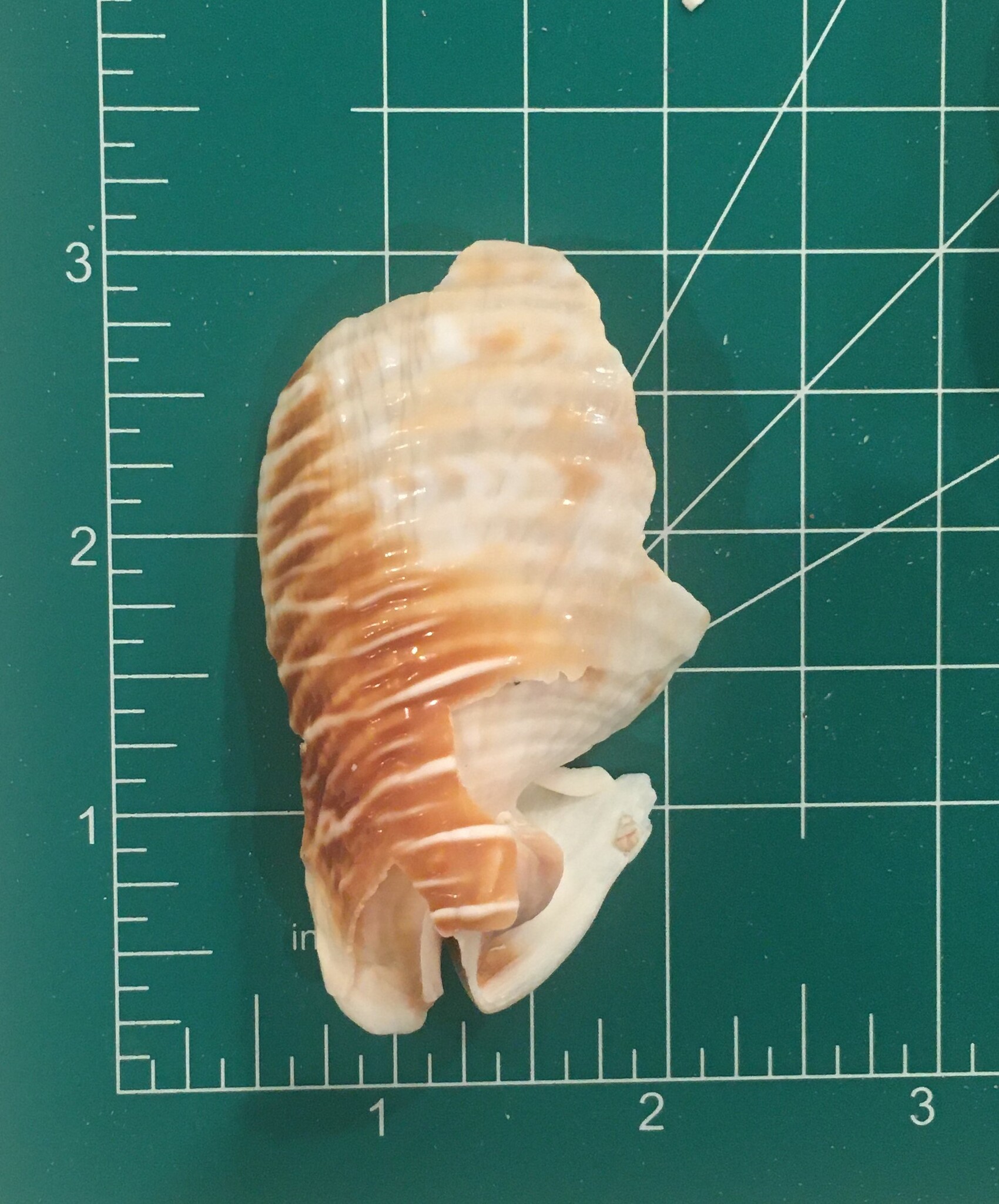 Cassis madagascariensis Lamarck, 1822