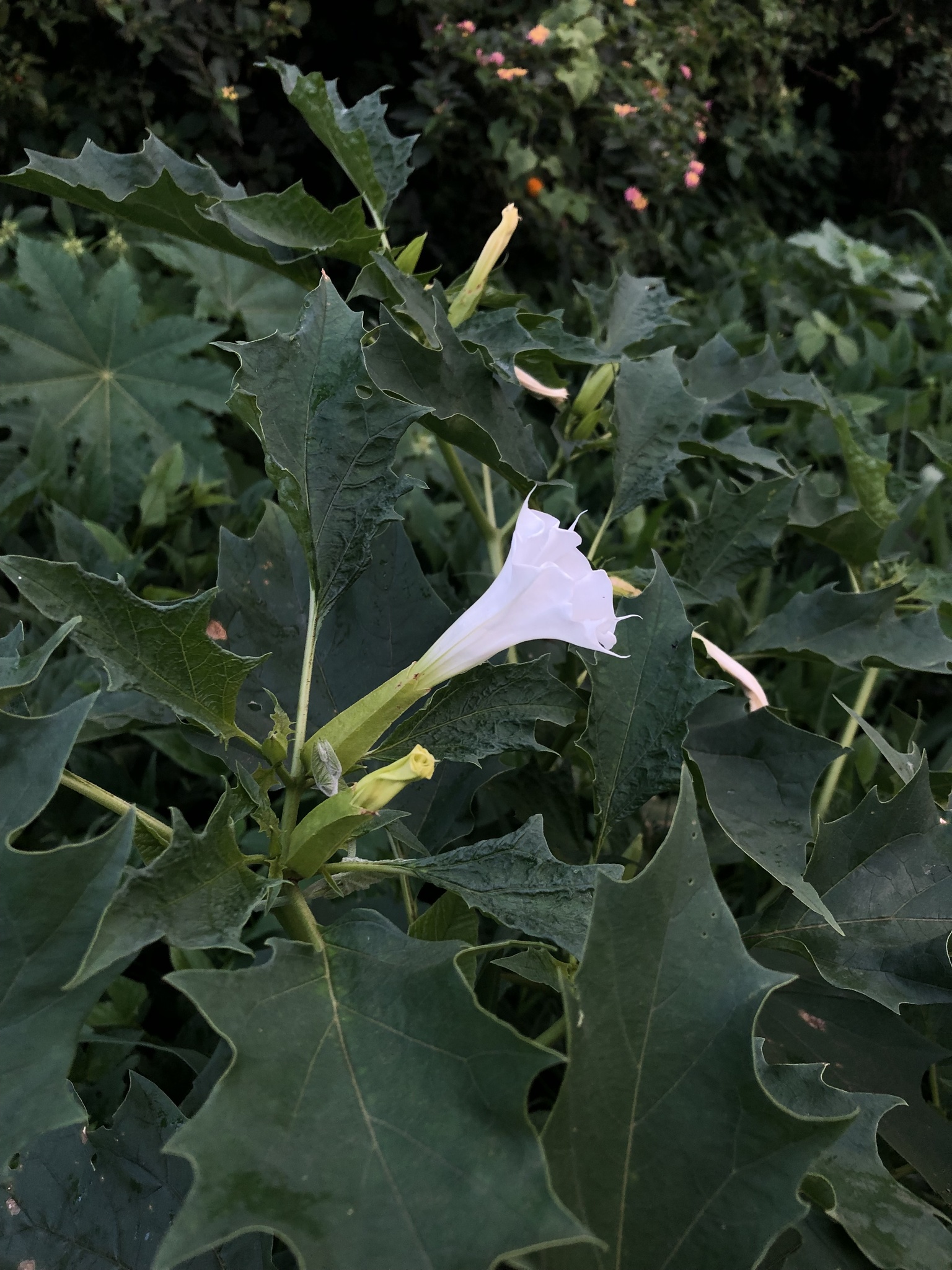 Datura stramonium L.