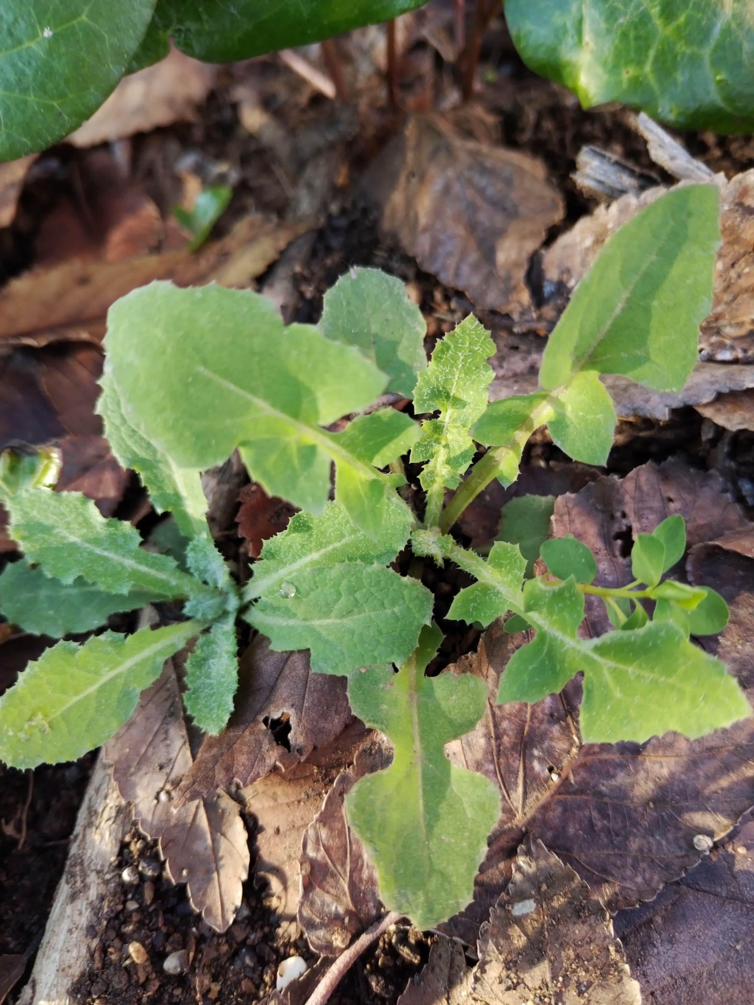 Sonchus oleraceus L.
