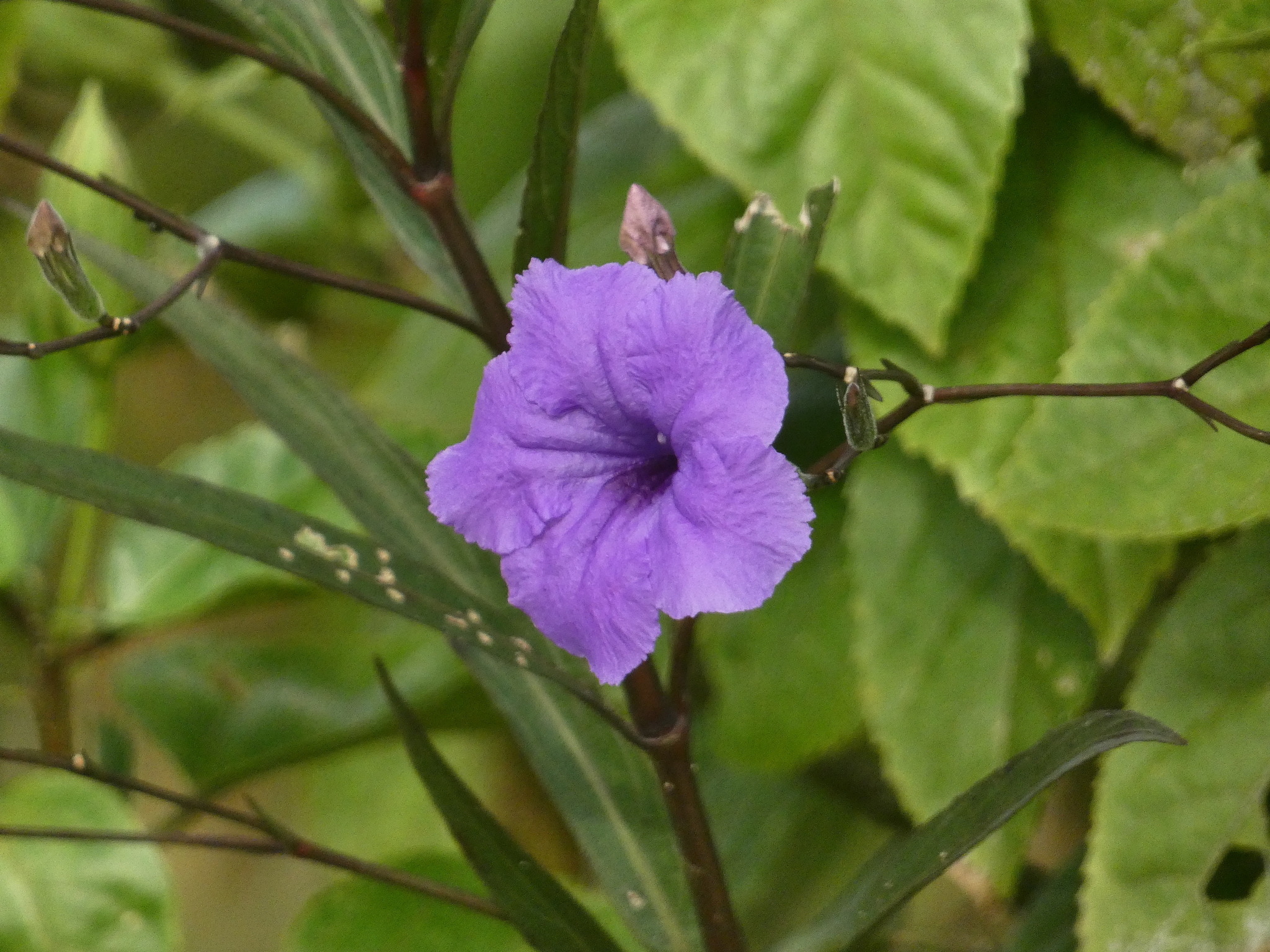 Ruellia simplex Wright