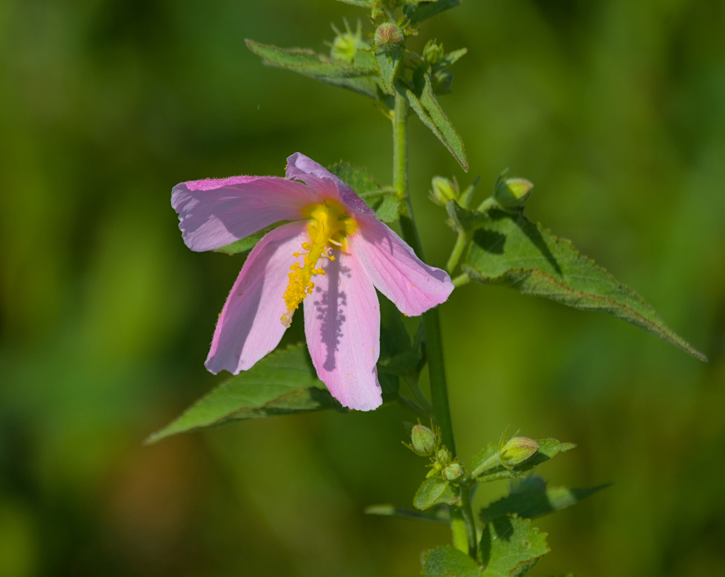 Saltmarsh mallow from Galveston, TX, USA on June 19, 2021 at 09:56 AM ...