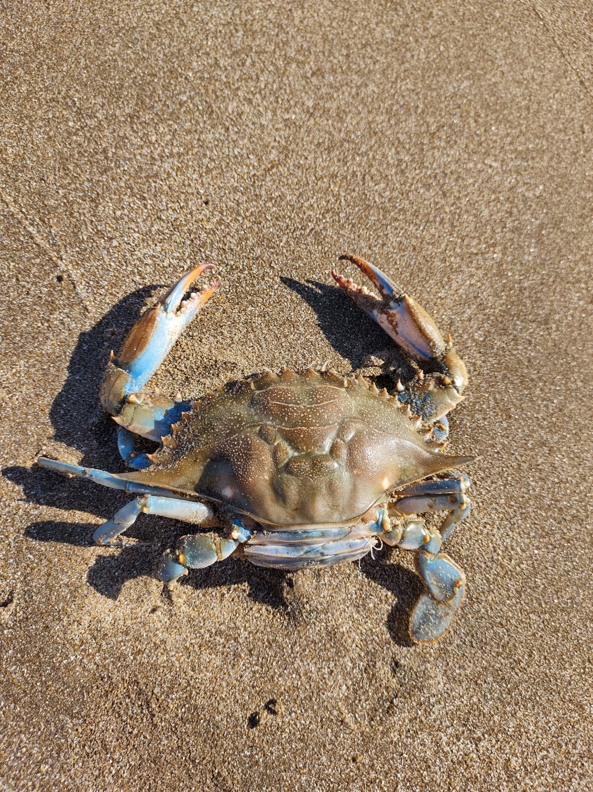 Callinectes sapidus Rathbun, 1896