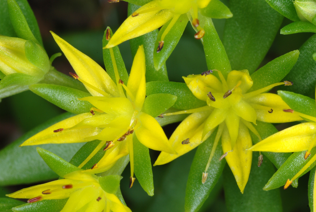Stringy Stonecrop in May 2011 by Douglas Goldman. Growing as a weed in ...