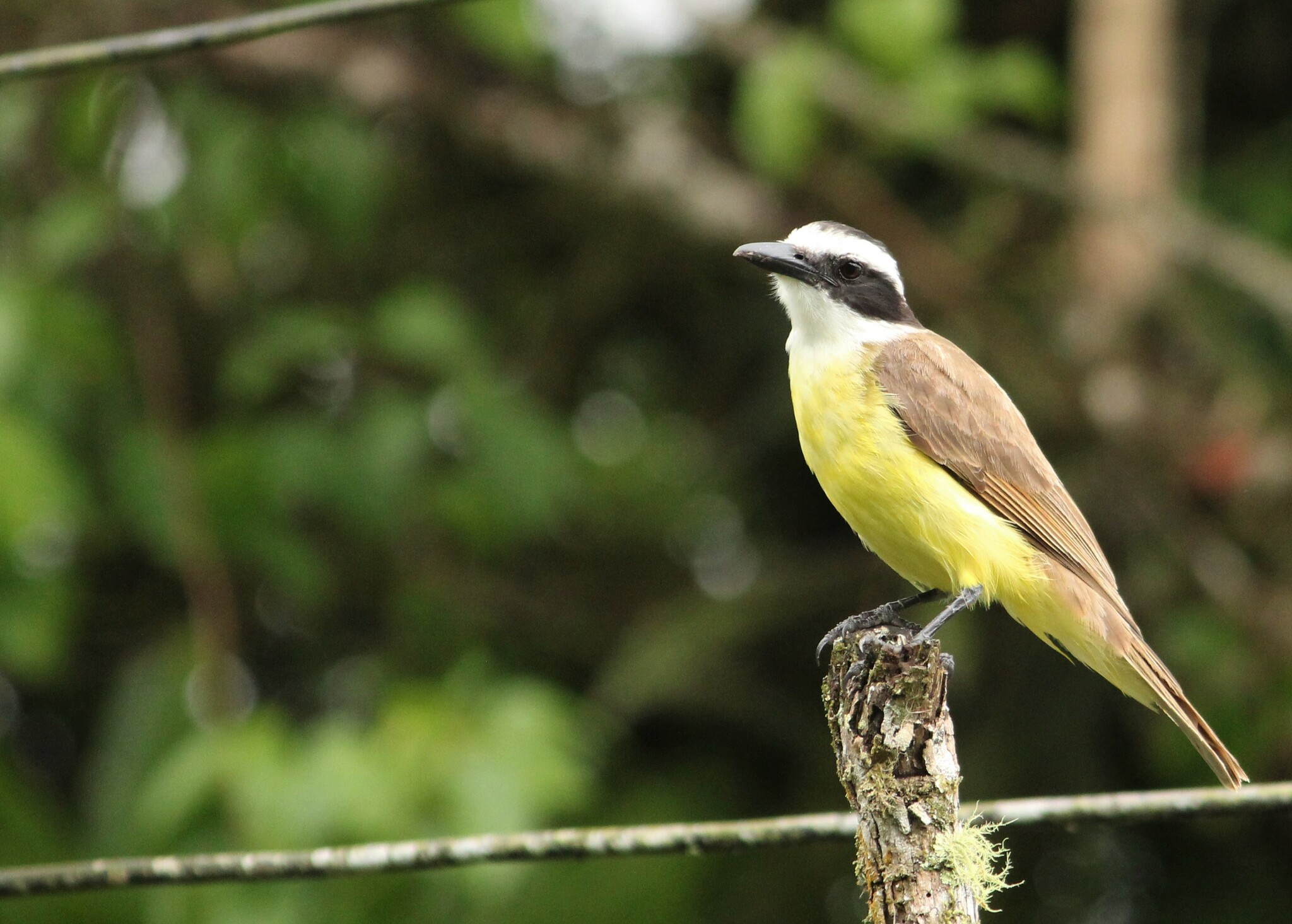 Pitangus sulphuratus (Linnaeus, 1766)