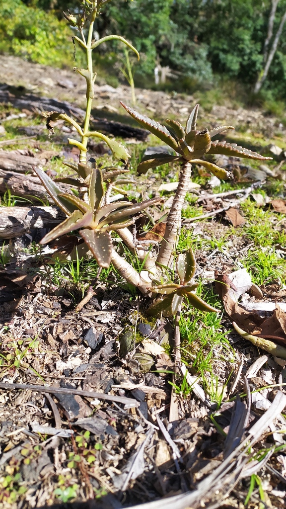 Alligator plant from 台灣花蓮縣 on December 27, 2022 at 01:01 PM by Smile ...