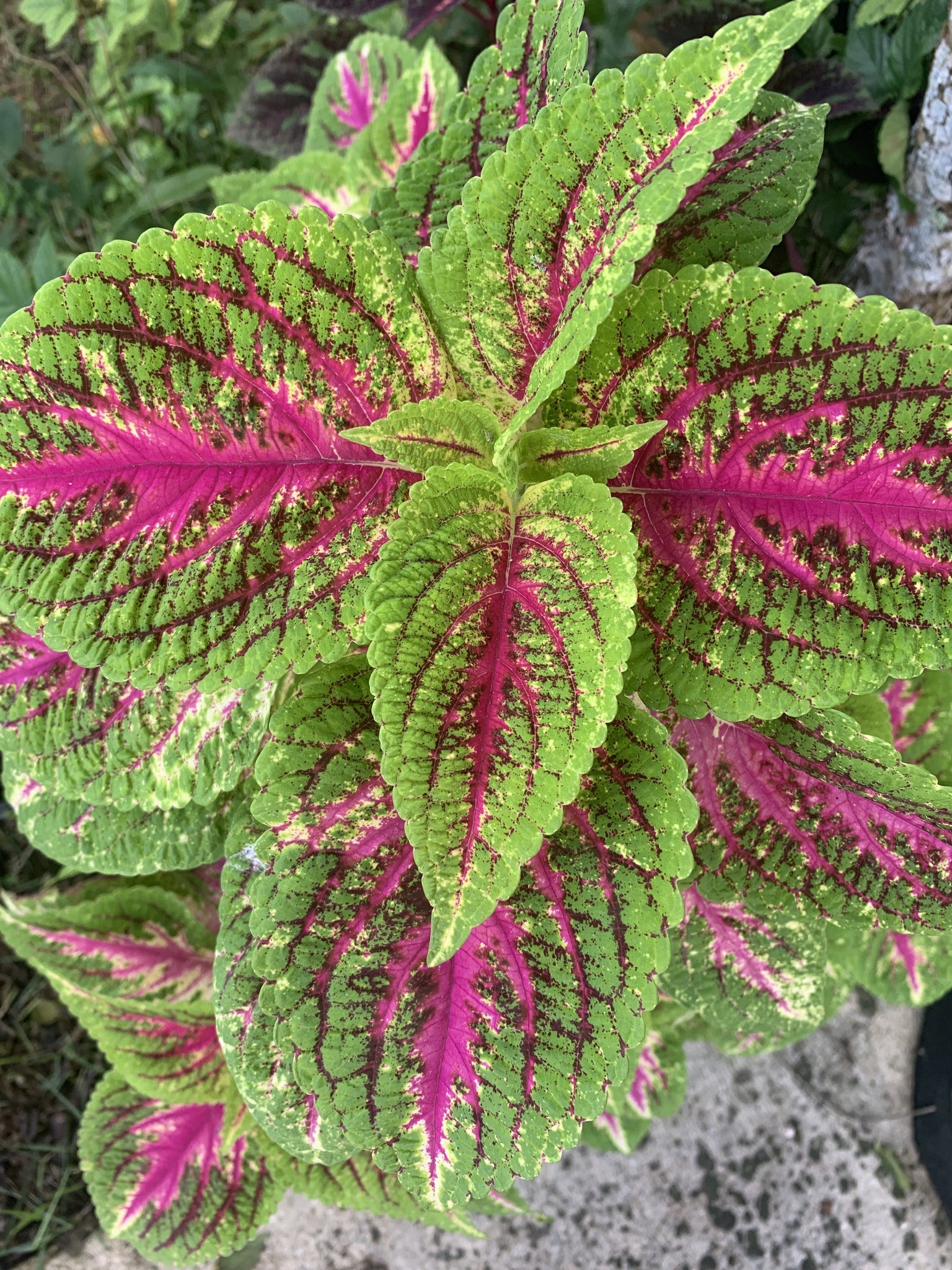 Coleus scutellarioides (L.) Benth.