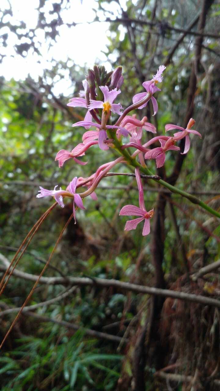 Epidendrum L.