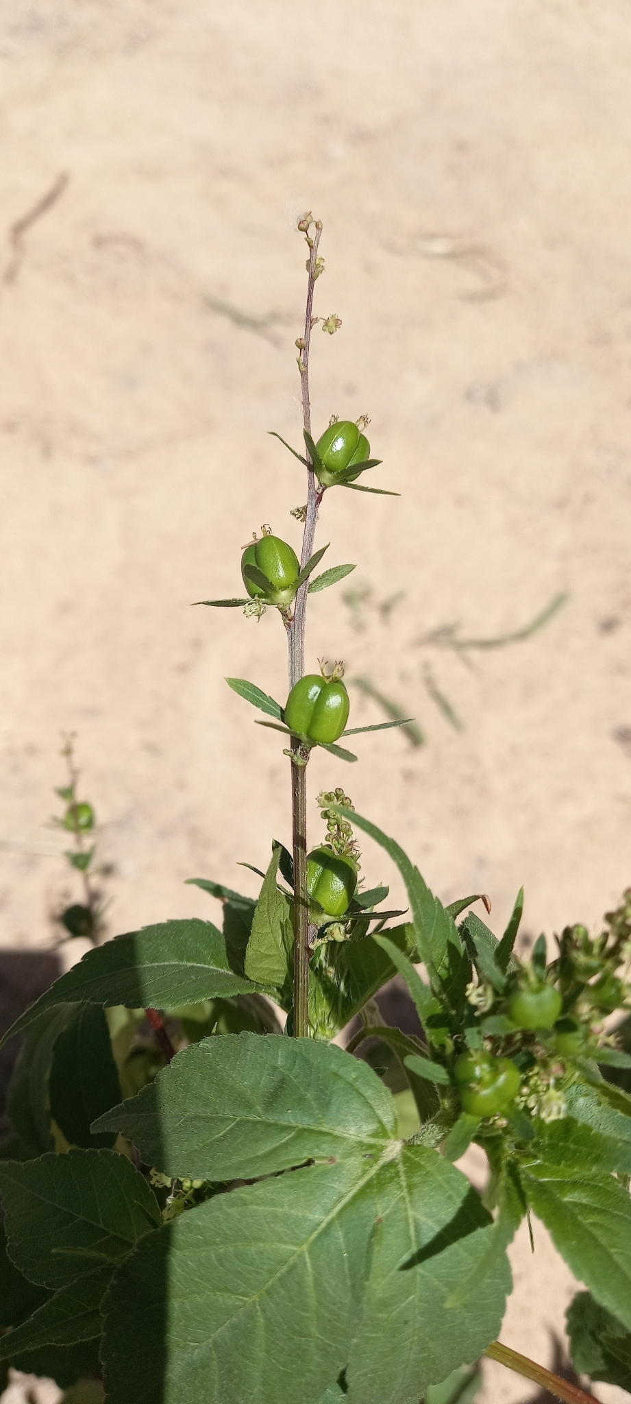 Astraea lobata (L.) Klotzsch