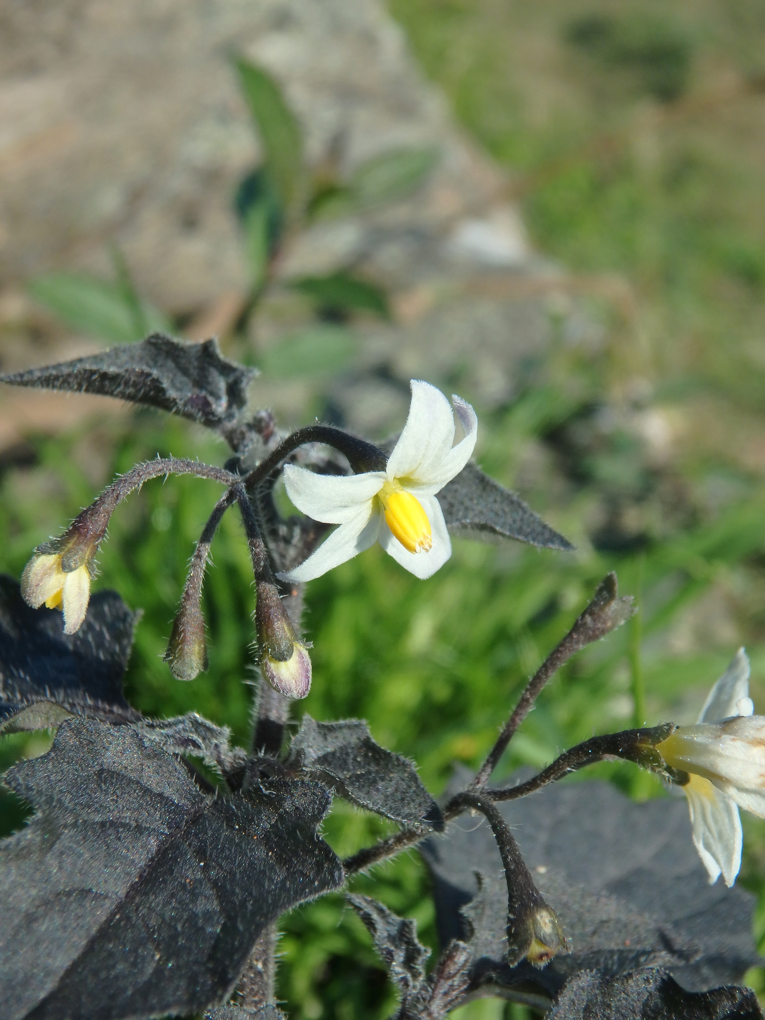 Solanum nigrum L.