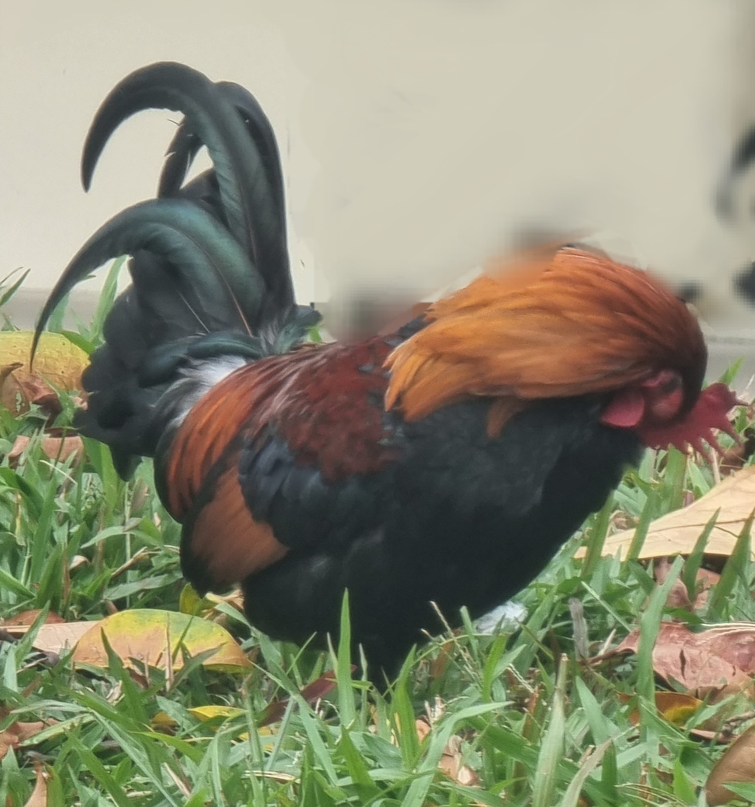 Gallus gallus (Linnaeus, 1758)