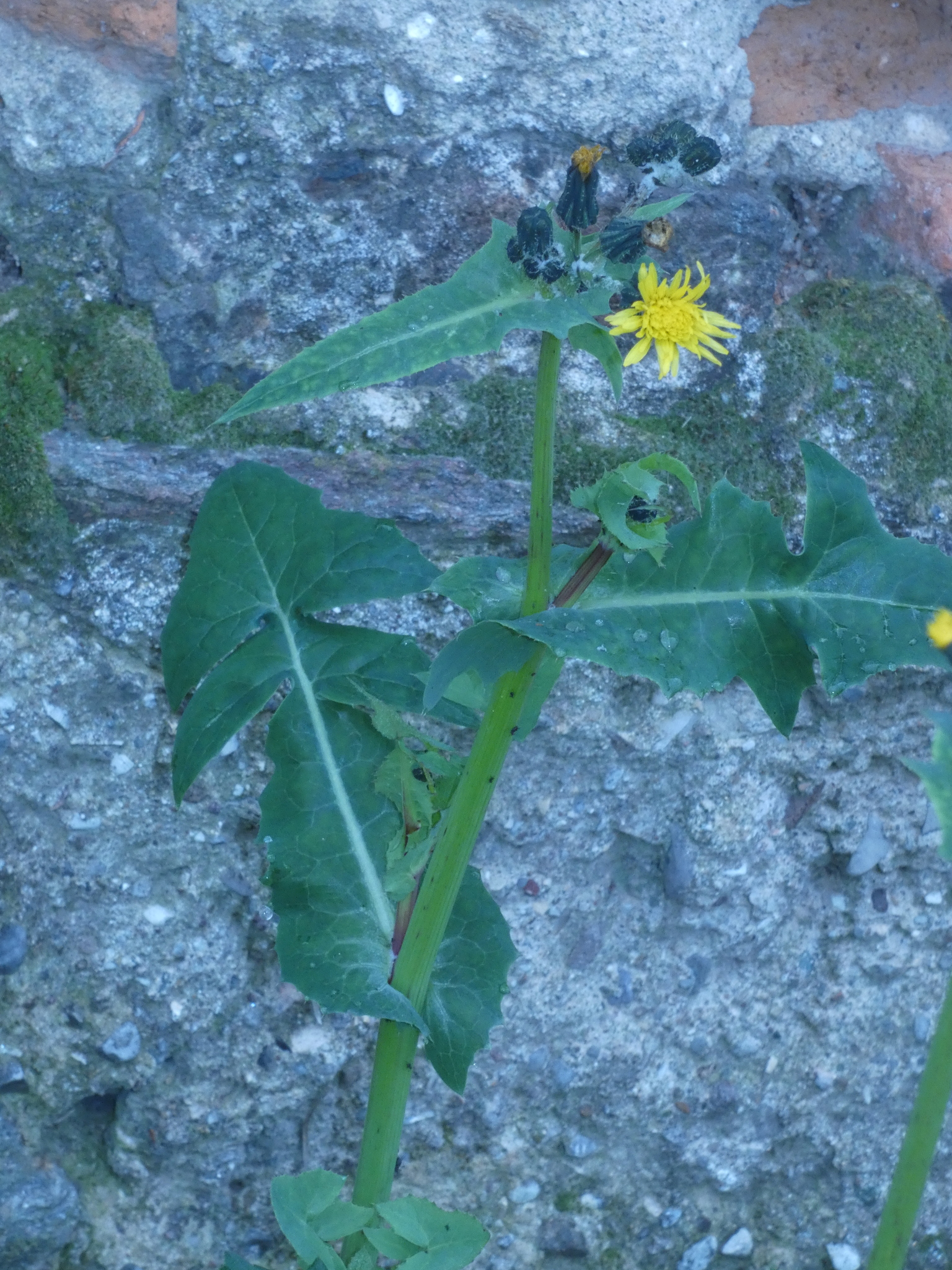 Sonchus oleraceus L.