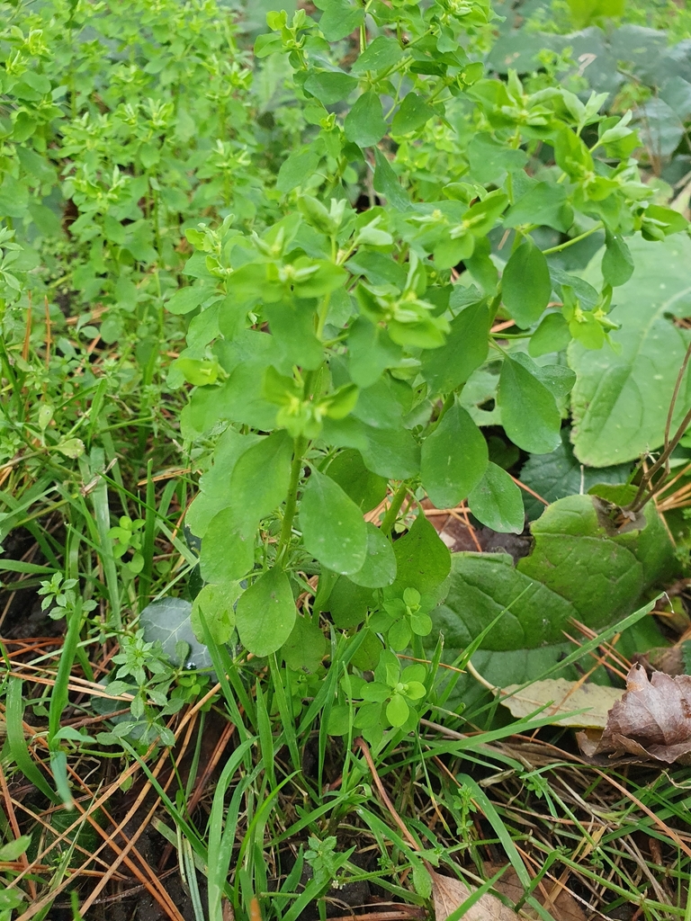 Petty Spurge from Englefield Green, UK on January 5, 2023 at 01:49 PM ...
