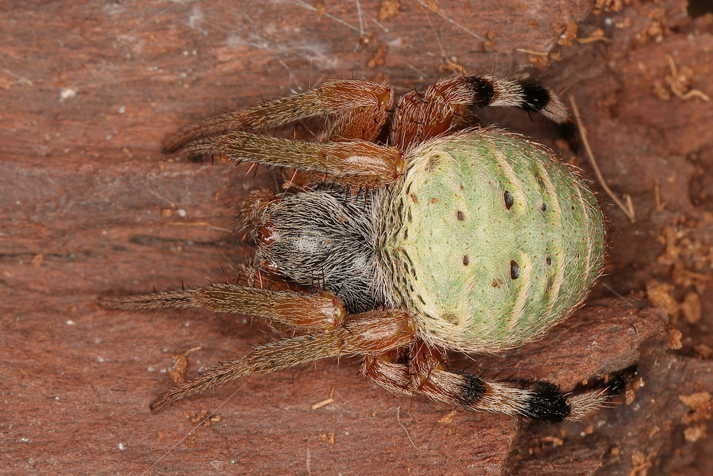 Green Hairy Field Spider from Pretoria Rural, Centurion, South Africa ...