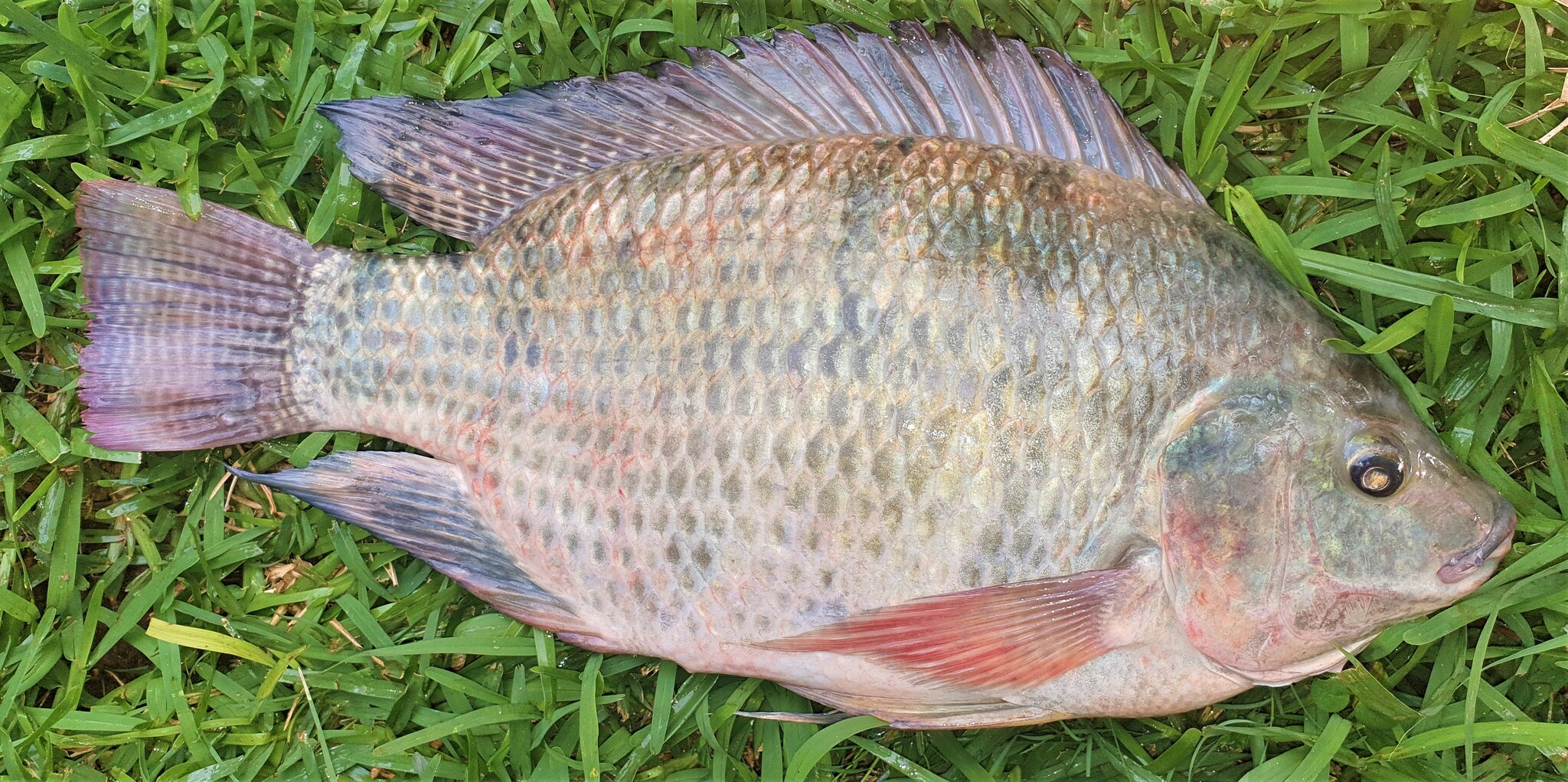 Oreochromis niloticus (Linnaeus, 1758)