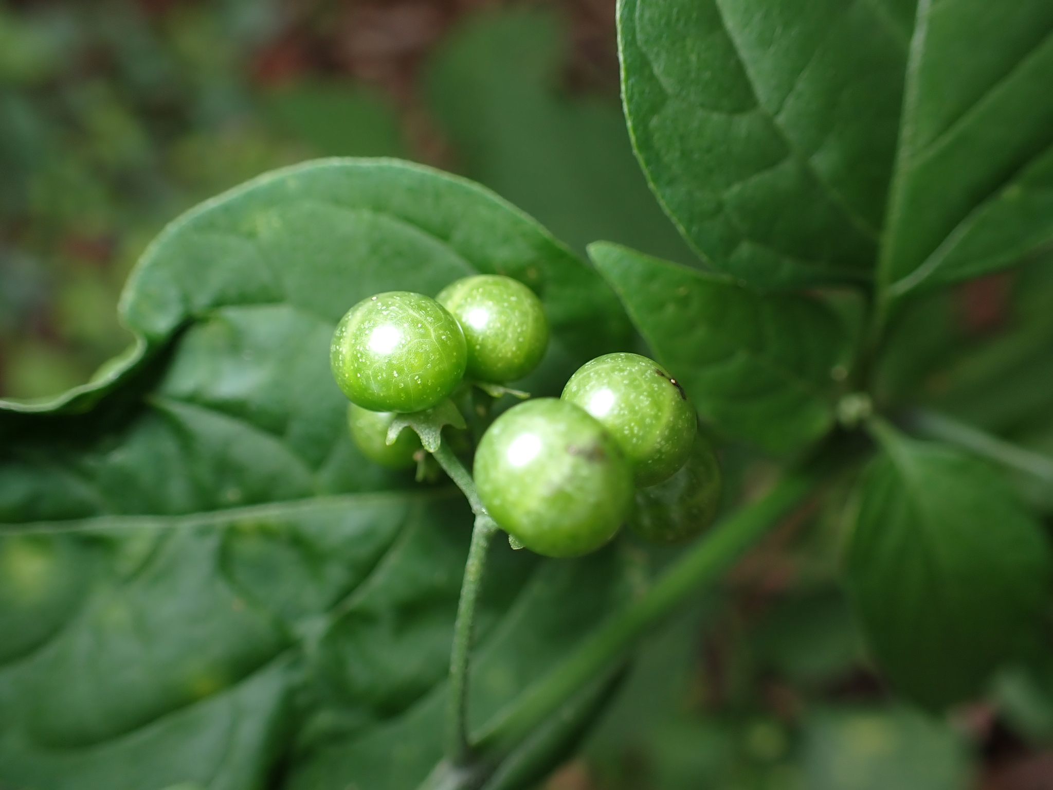 Solanum americanum Mill.