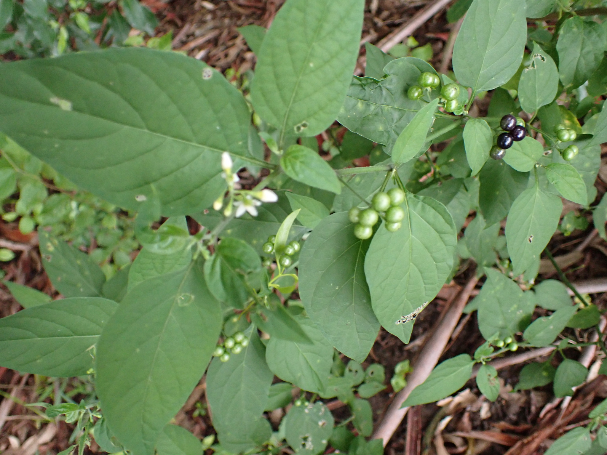 Solanum americanum Mill.