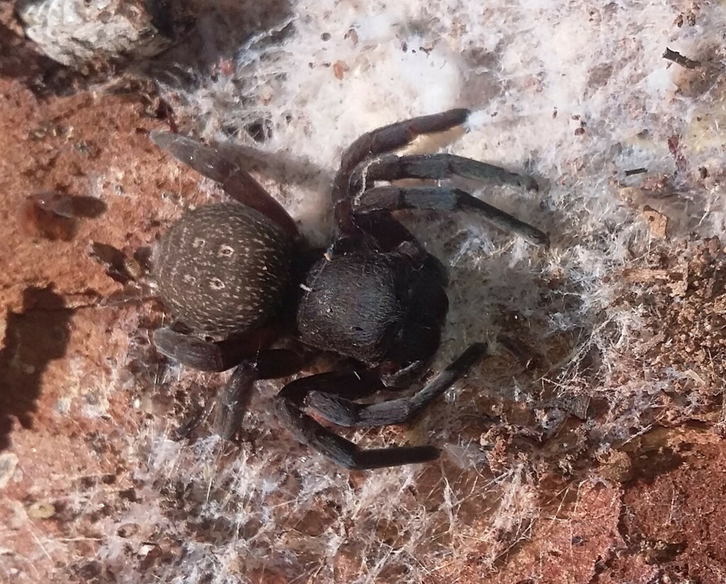 Pale Treevelvet Spider from Sedibeng District Municipality, South ...