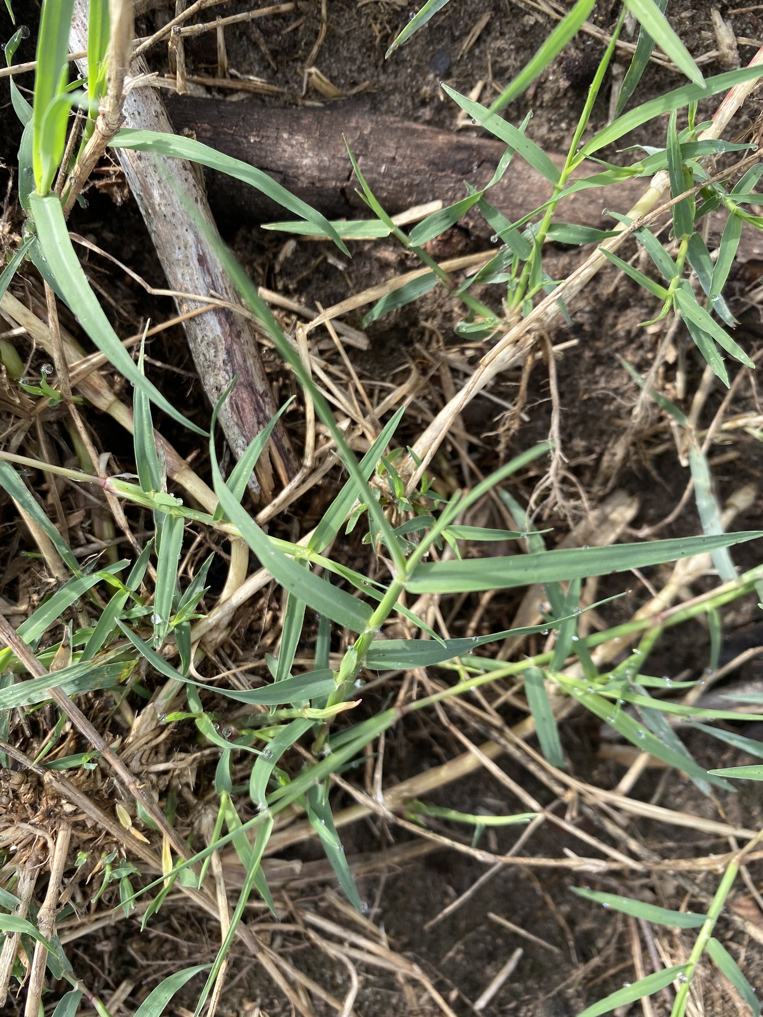 Cynodon dactylon (L.) Pers.