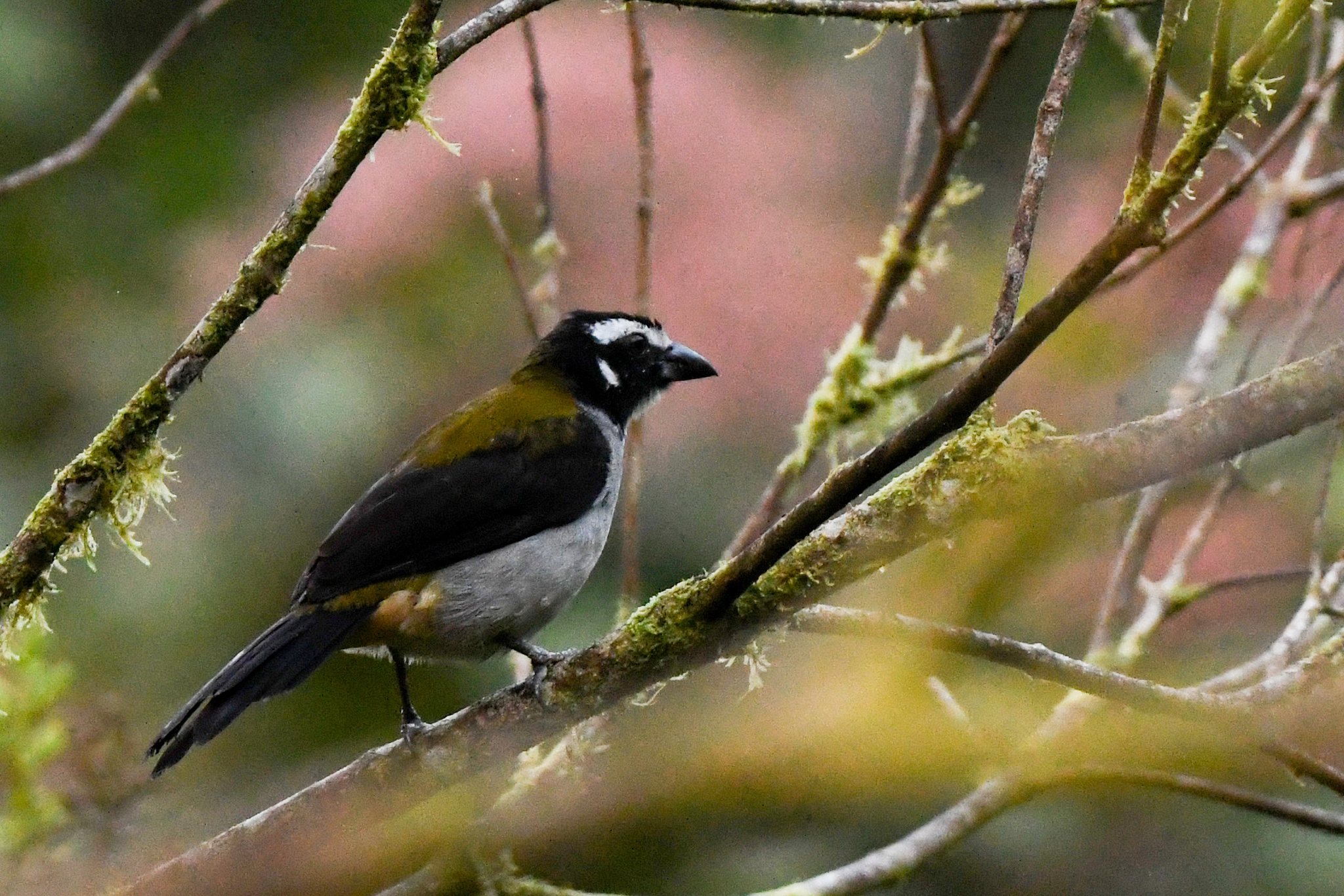 Saltator atripennis P.L.Sclater, 1857
