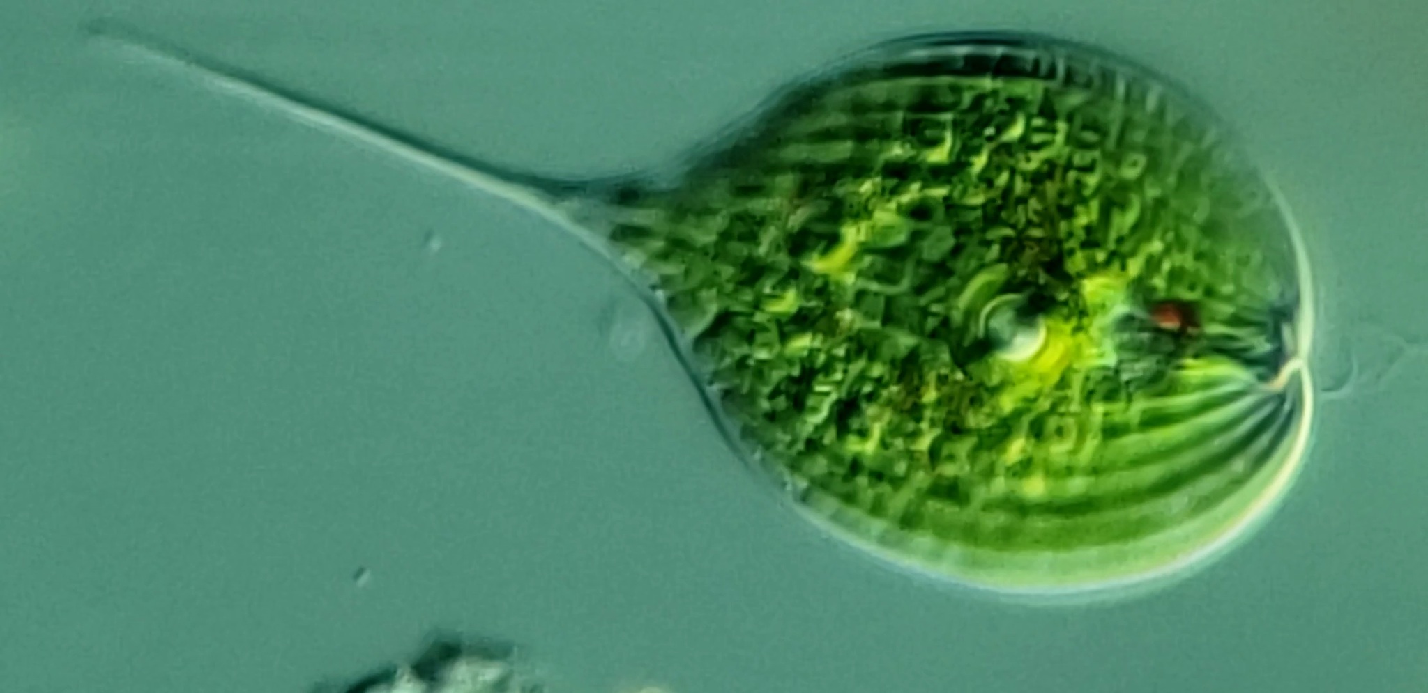 Phacus Dujardin, 1841