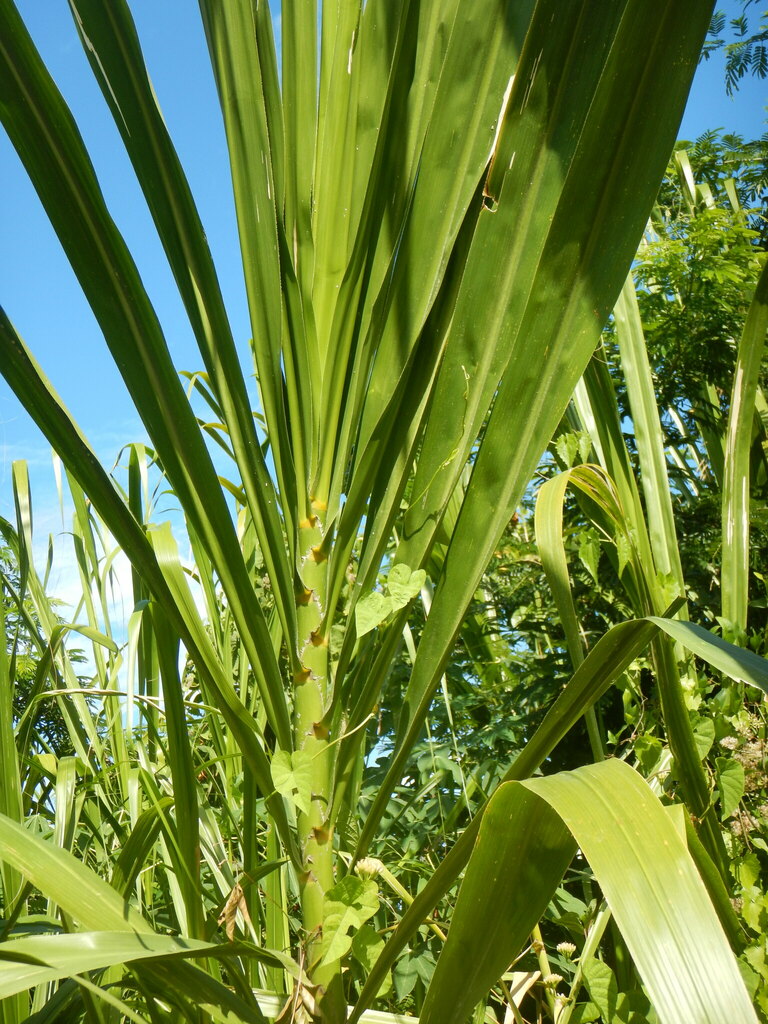 (Gynerium sagittatum) - Botanical Realm