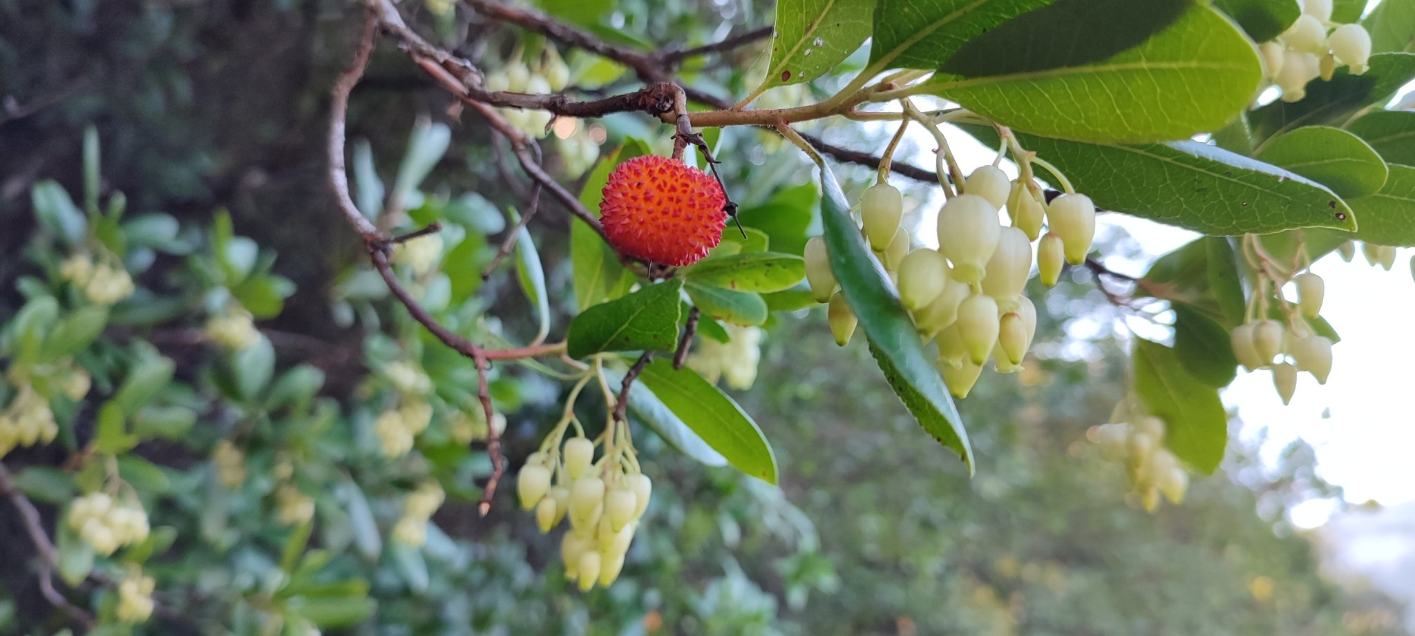 Arbutus unedo L.