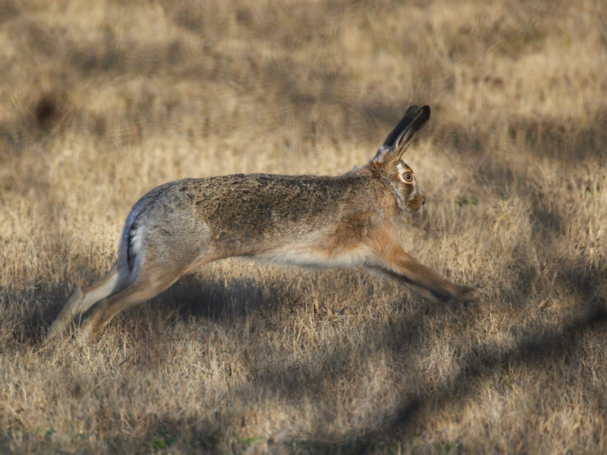 Lepus europaeus Pallas, 1778