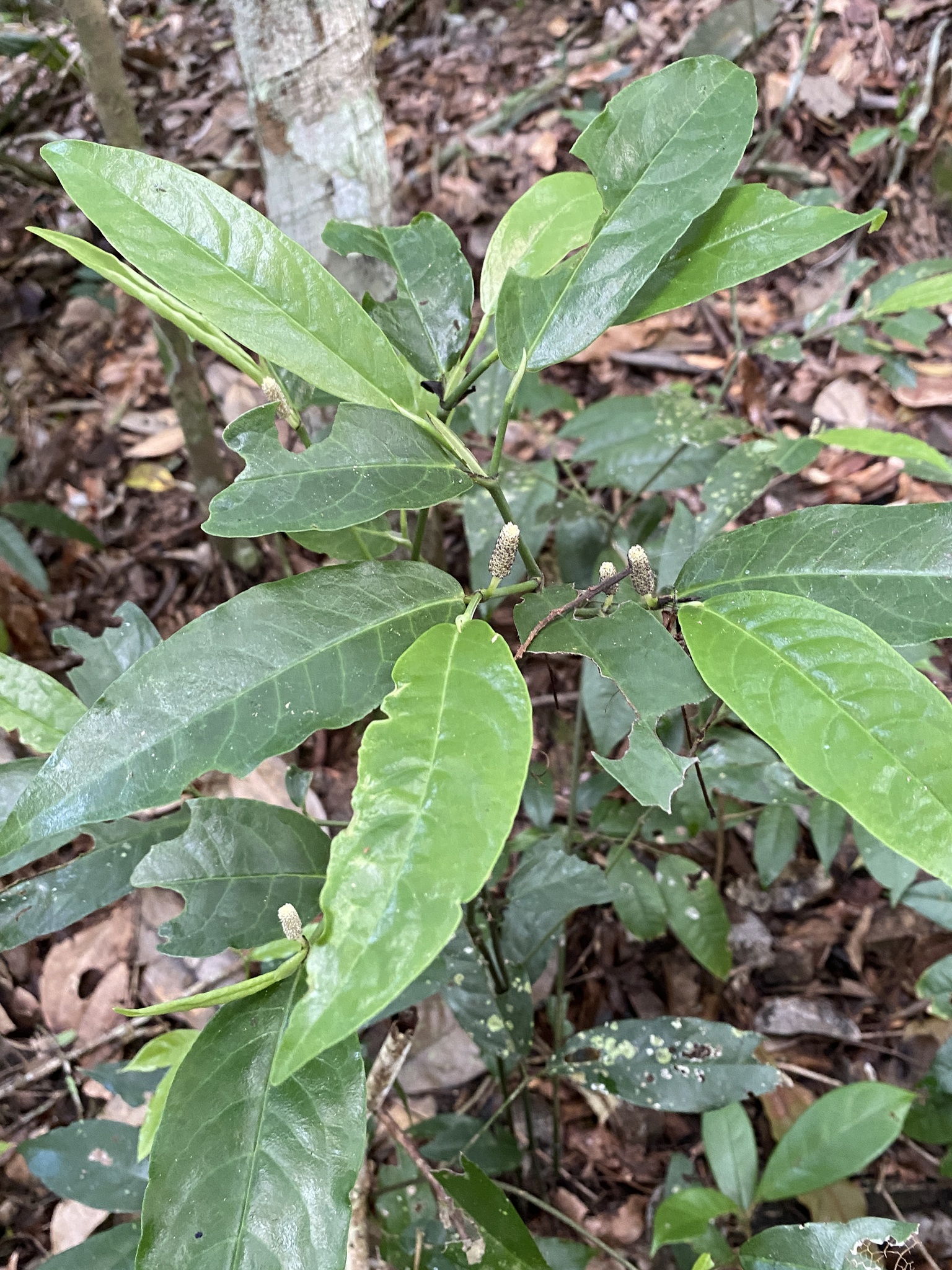 Piperaceae