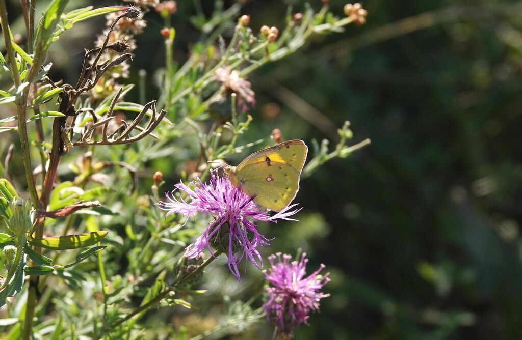 Lesser Clouded Yellow in August 2021 by e-bjerregaard. Extremely close ...