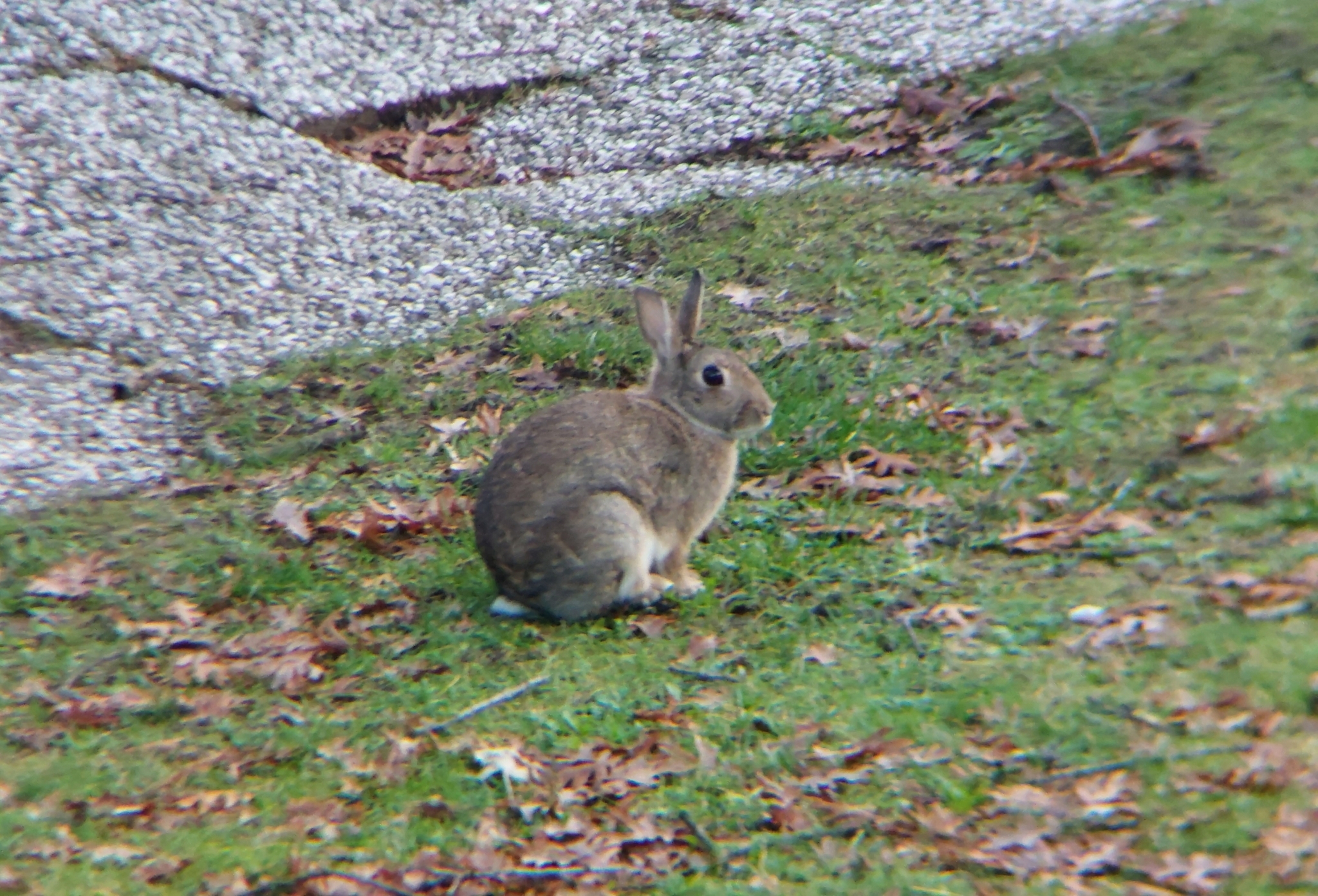 Oryctolagus cuniculus (Linnaeus, 1758)