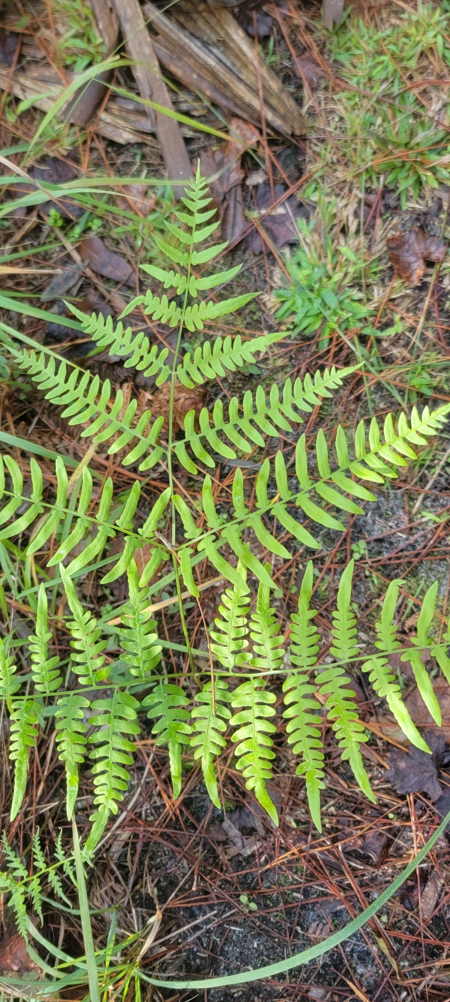 Pteridium Gled. ex Scop.