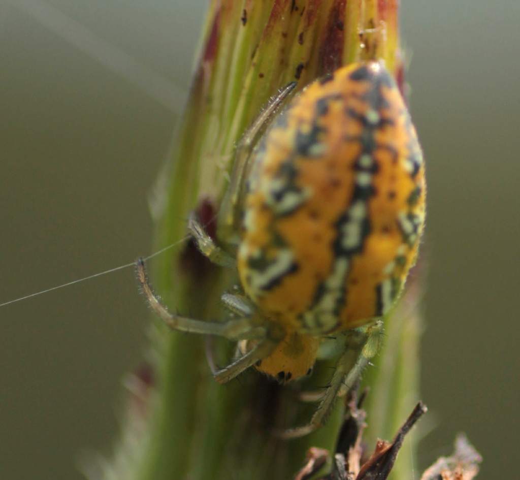 Alpaida variabilis (Spiders and mites of bogota) · NaturaLista Colombia