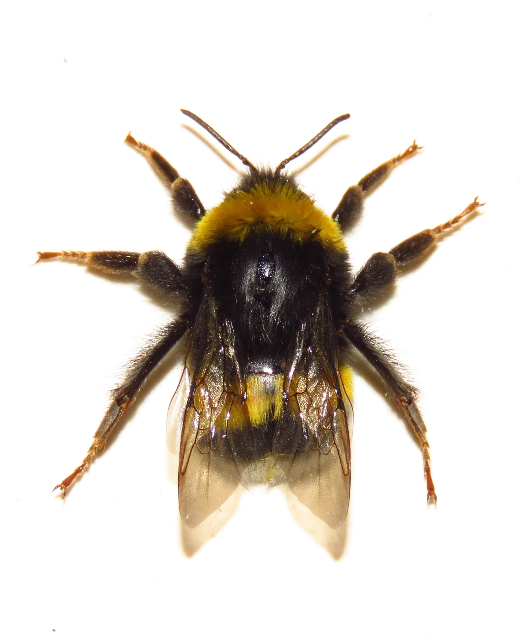 Bombus terrestris (Linnaeus, 1758)