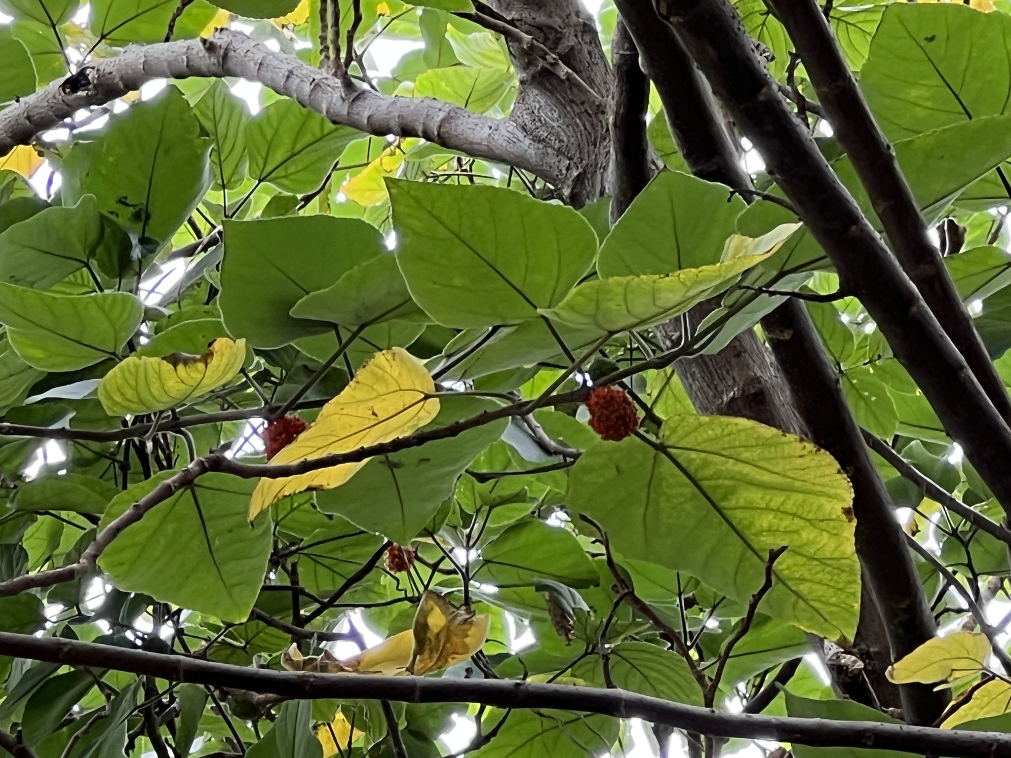 Broussonetia papyrifera (L.) Vent.