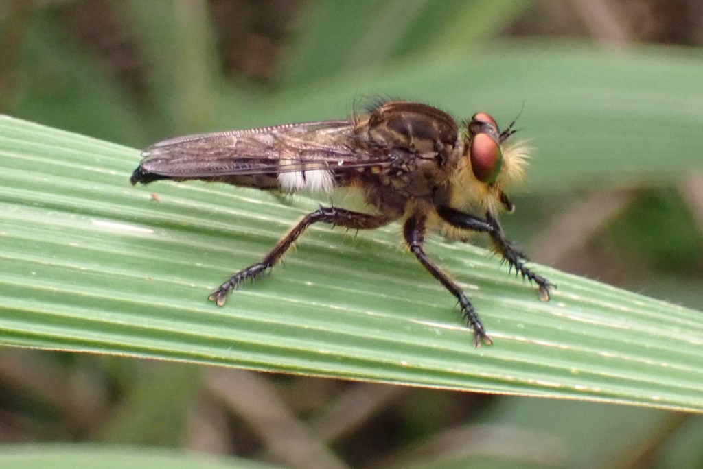 Giant Robber Flies from Stentor 2, Ehlanzeni, South Africa on January ...