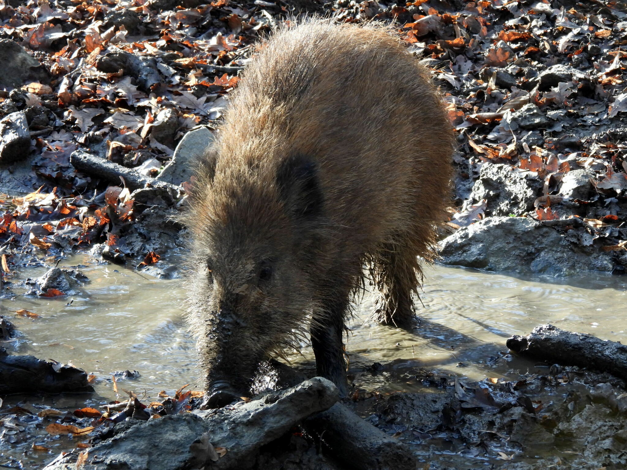 Sus scrofa Linnaeus, 1758