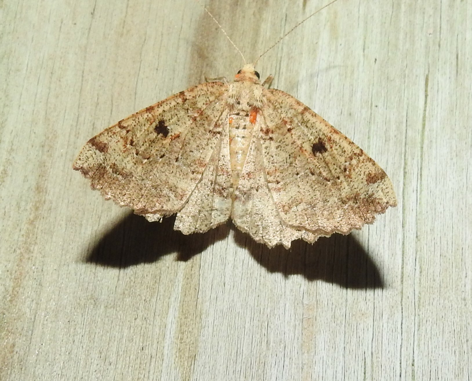 Cleora scriptaria (Walker, 1860)