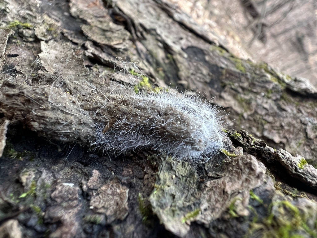 Phycomyces from O'Henry Ln, Nashville, IN, US on January 04, 2023 at 02 ...