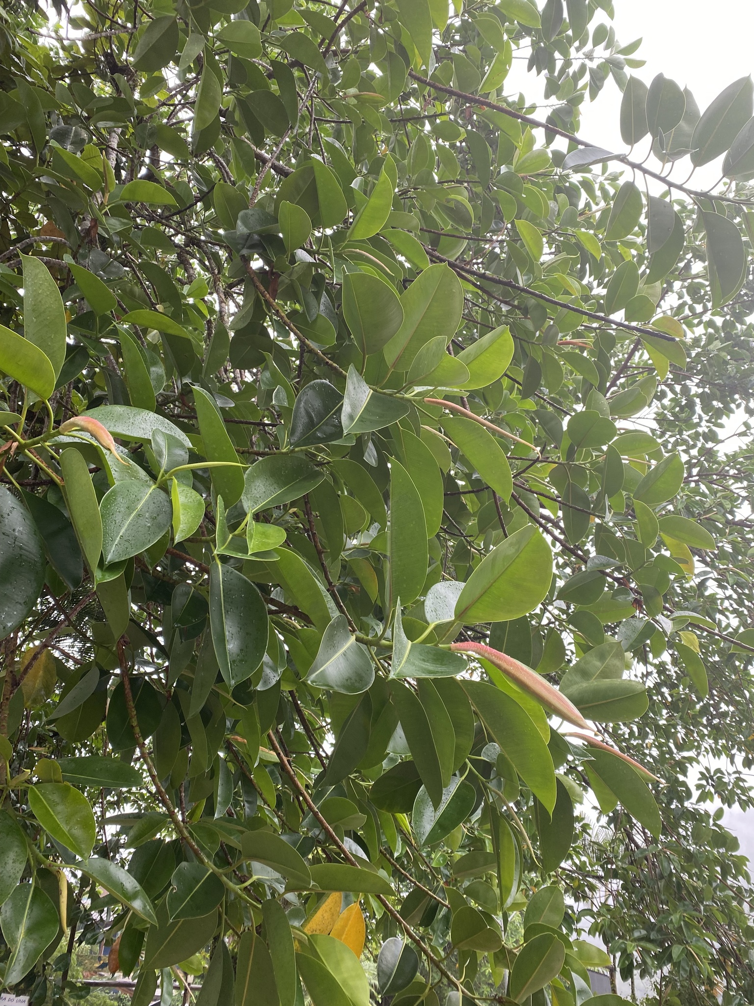 Ficus elastica Roxb.