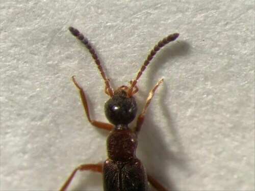 Genus Colusa · iNaturalist