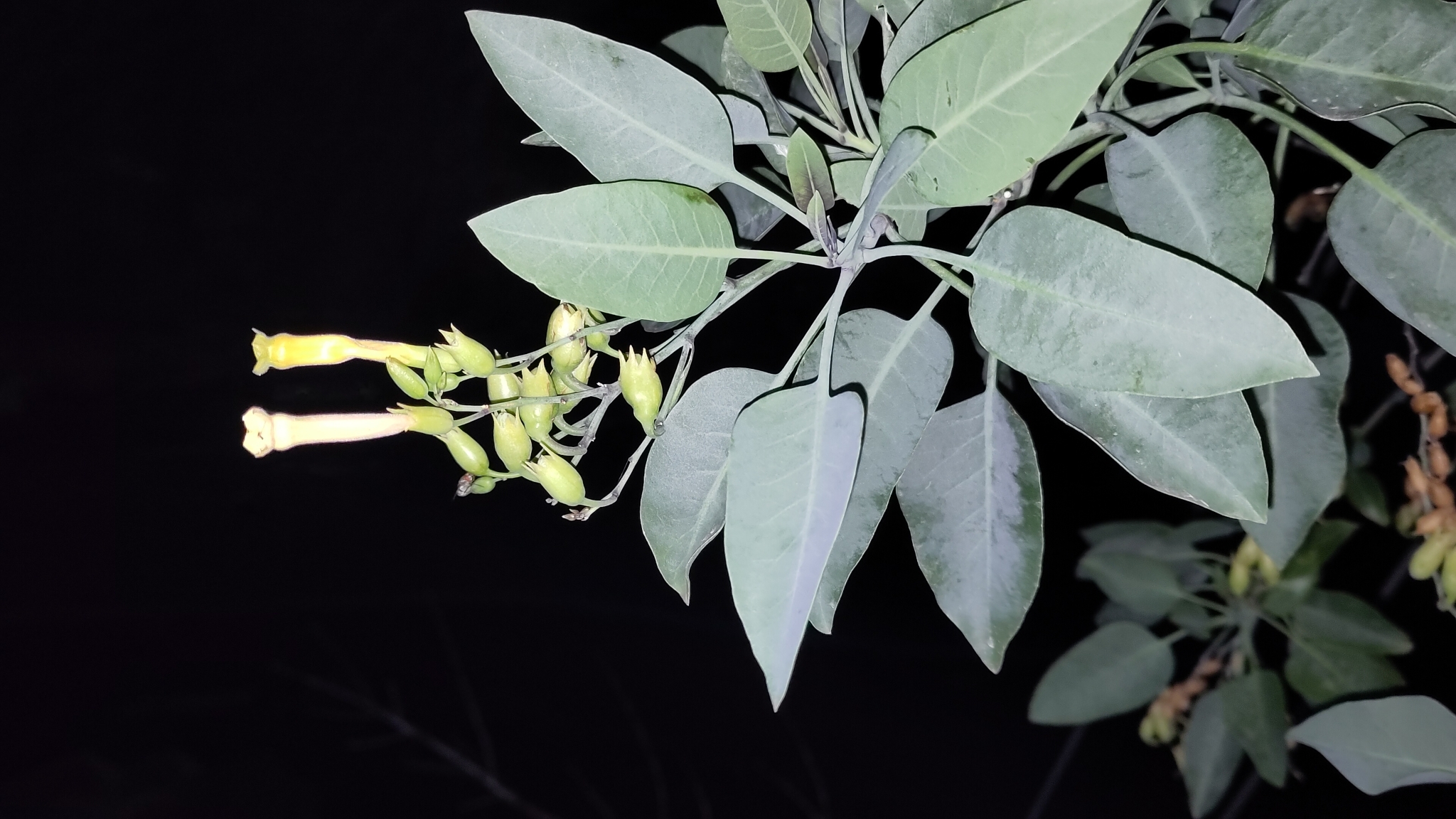 Nicotiana glauca Graham