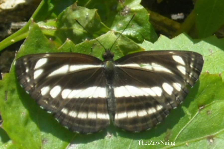 Himalayan Sullied Sailer (Butterflies of Myanmar (Burma)) · iNaturalist