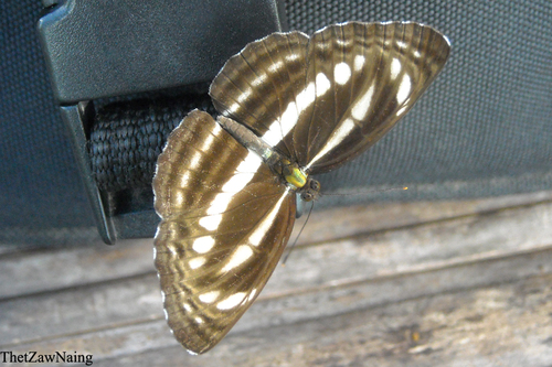 Himalayan Sullied Sailer (Butterflies of Myanmar (Burma)) · iNaturalist
