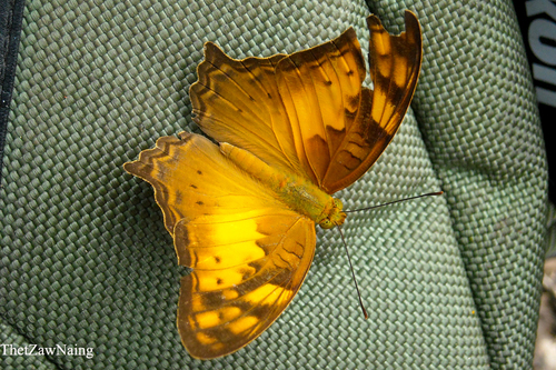 Tailed Rustic (Butterflies of Myanmar (Burma)) · iNaturalist