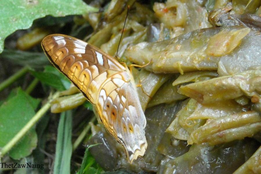 Tailed Rustic (Butterflies of Myanmar (Burma)) · iNaturalist
