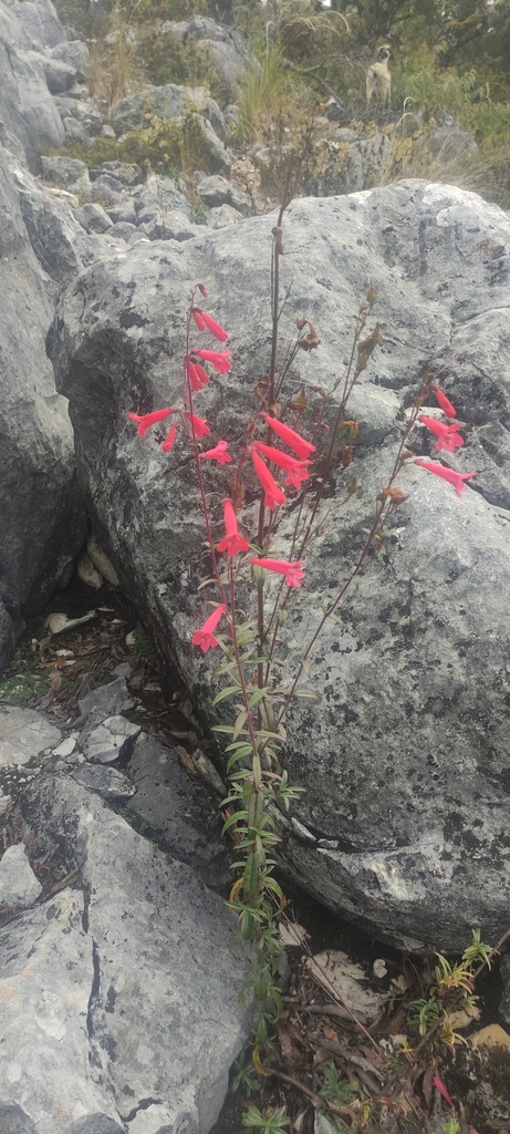 Penstemon isophyllus from San Juan Bautista Coixtlahuaca, Oax., México ...