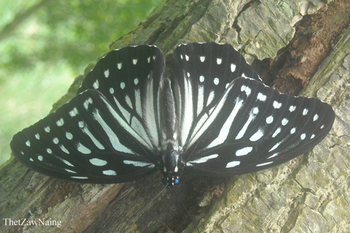 Himalayan Yellow Kaiser (Butterflies of Myanmar (Burma)) · iNaturalist