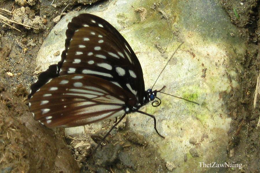 Himalayan Yellow Kaiser (Butterflies of Myanmar (Burma)) · iNaturalist