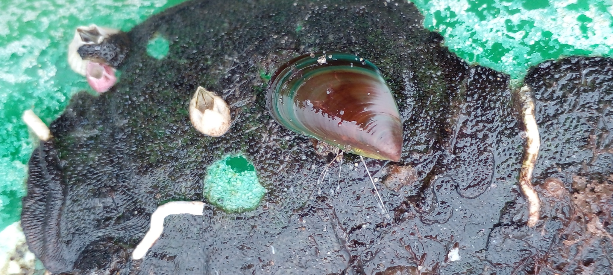 Perna viridis (Linnaeus, 1758)